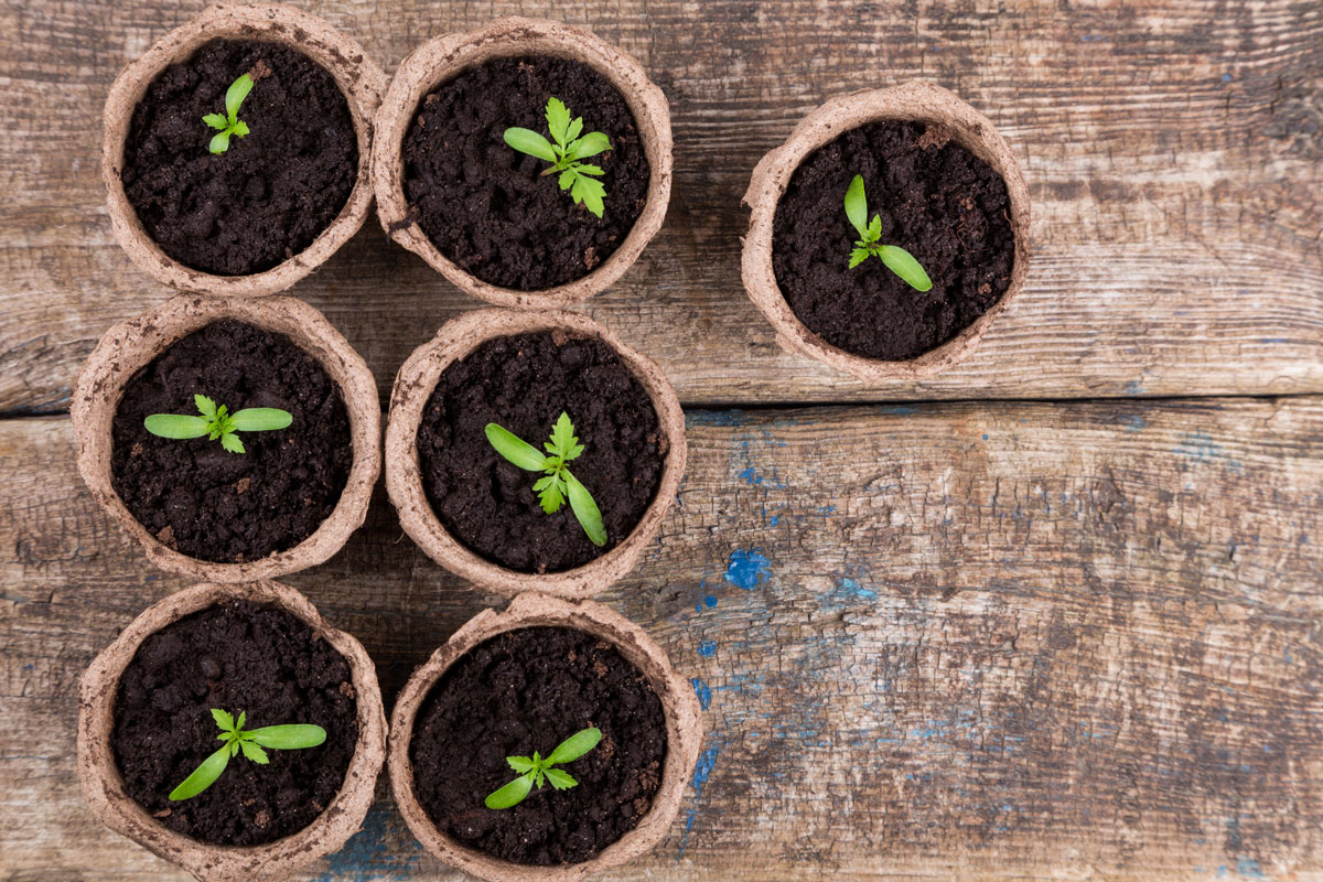Petit guide pour la plantation de vos semis | Journal Accès