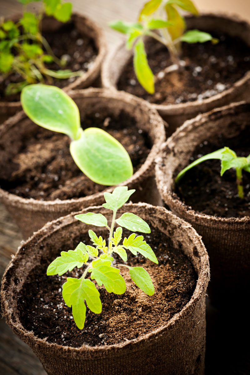 Petit guide pour la plantation de vos semis | Journal Accès