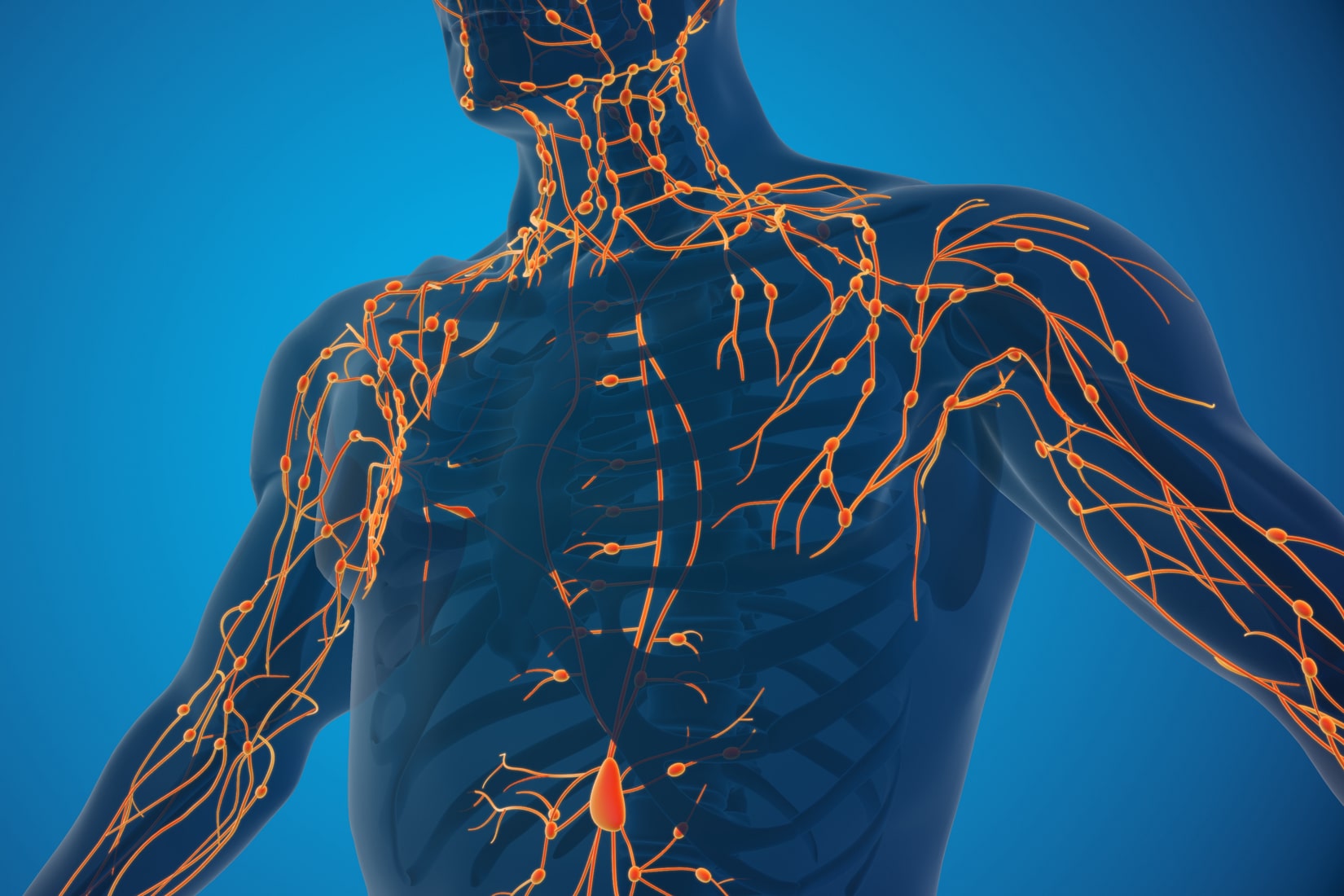 La lymphe : Cette méconnue qui gagne à être mise à l’avant-scène ...