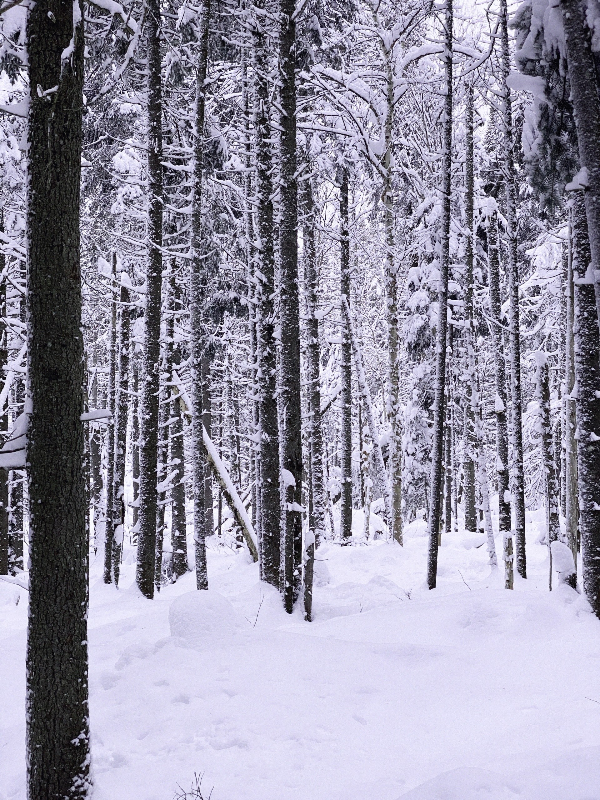 Partez à l’aventure : nos sentiers hivernaux incontournables | Journal ...